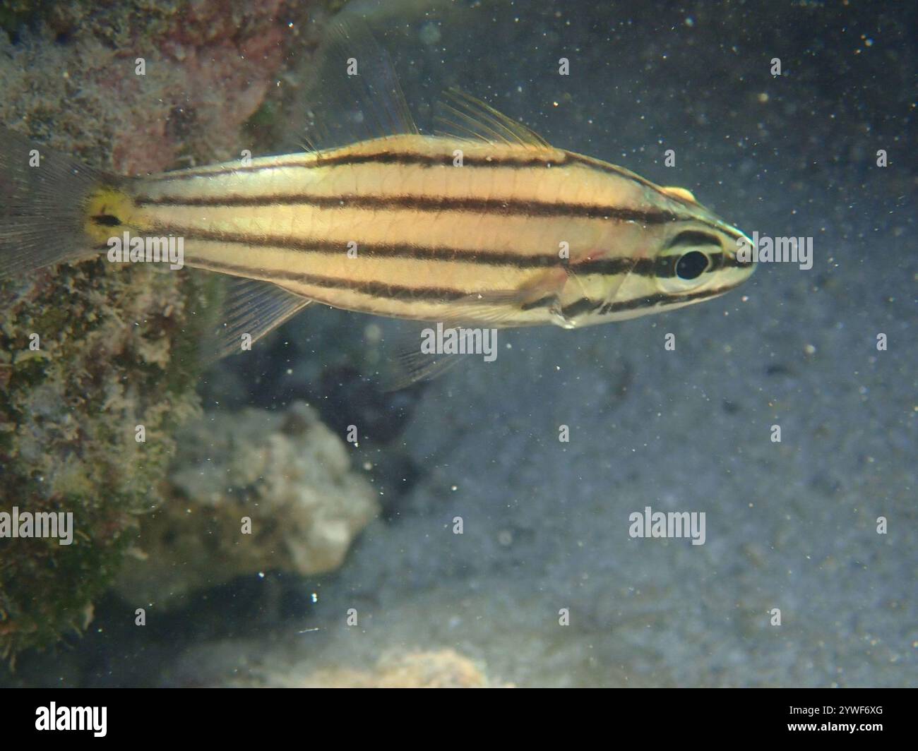 Fiveline Cardinalfish (Cheilodipterus quinquelineatus Stock Photo - Alamy
