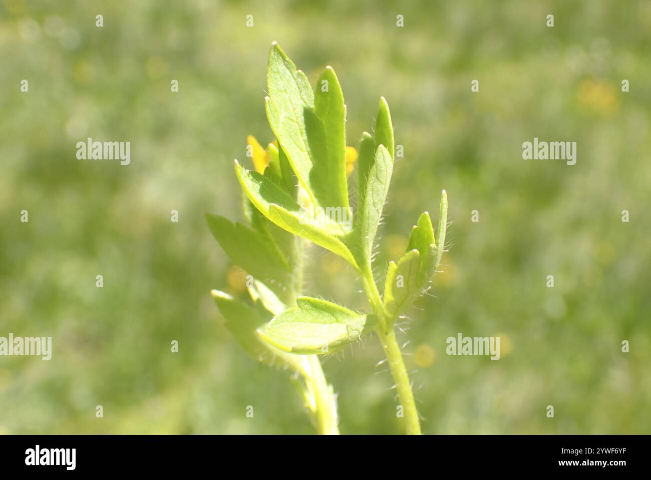 Western Buttercup (Ranunculus occidentalis Stock Photo - Alamy