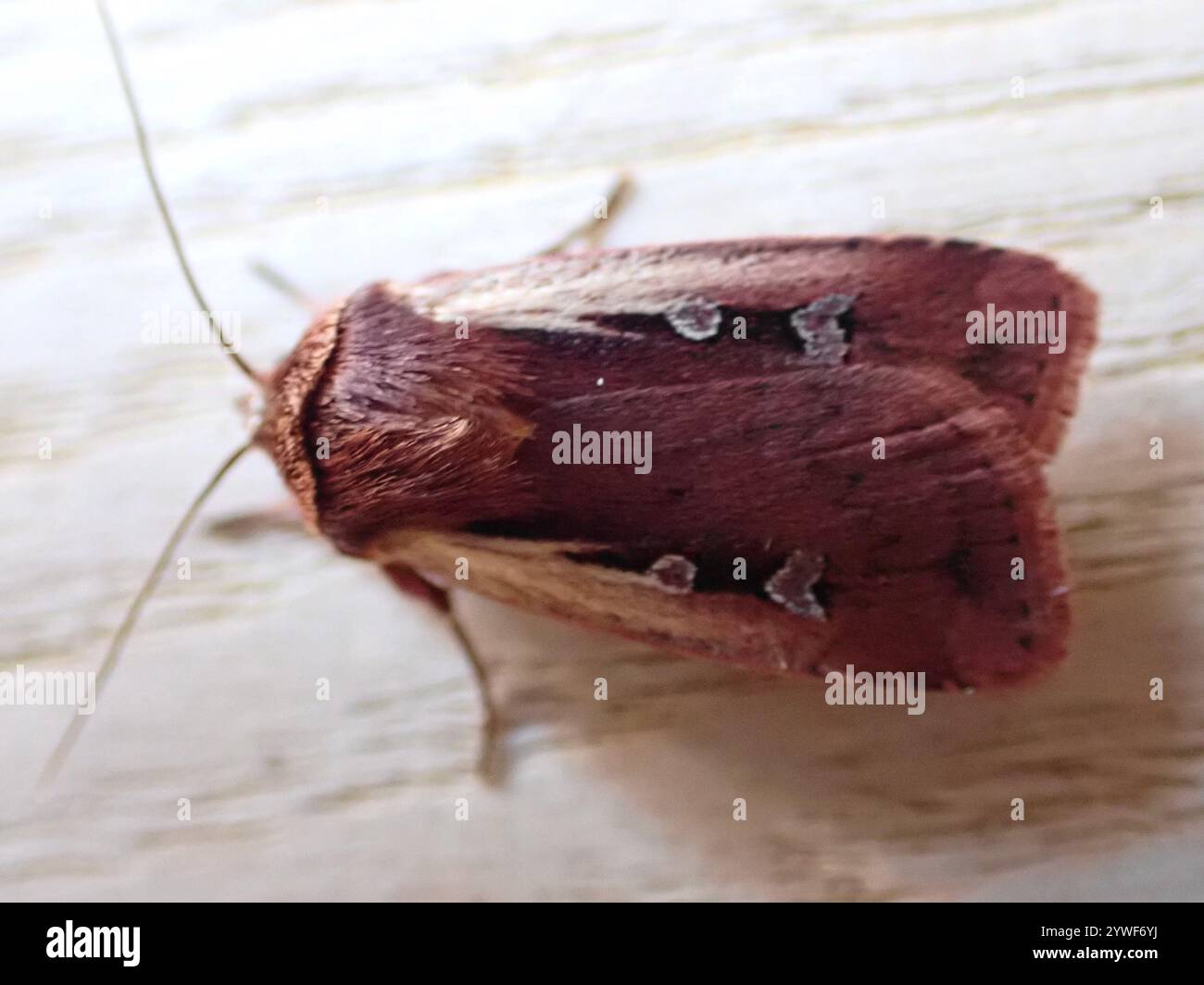 Flame Shoulder Moth (Ochropleura plecta Stock Photo - Alamy