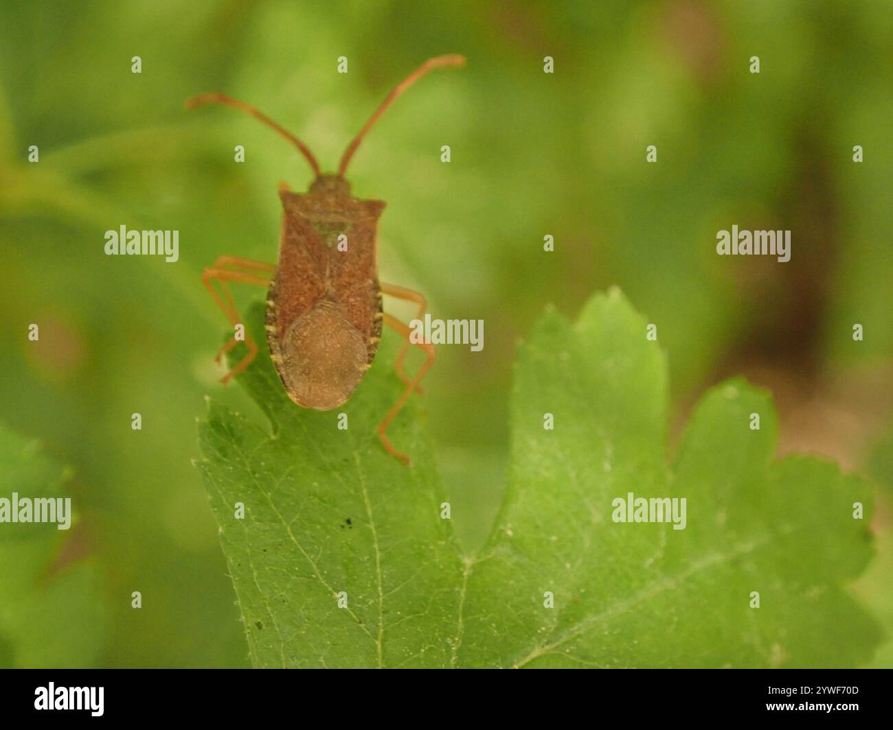 Box Bug (Gonocerus acuteangulatus Stock Photo - Alamy