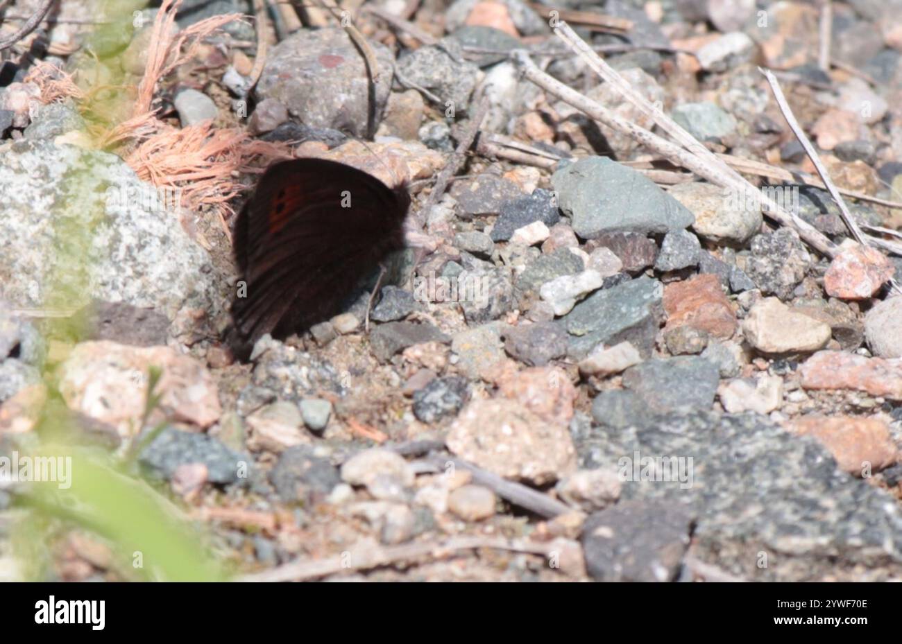 Common Alpine (Erebia epipsodea Stock Photo - Alamy