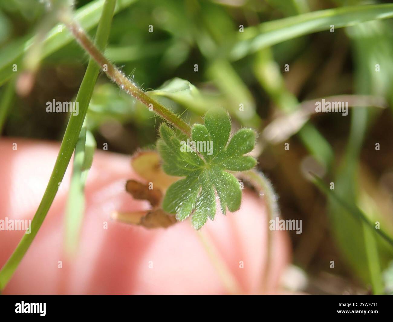 Round-leaved Crane's-bill (Geranium rotundifolium Stock Photo - Alamy