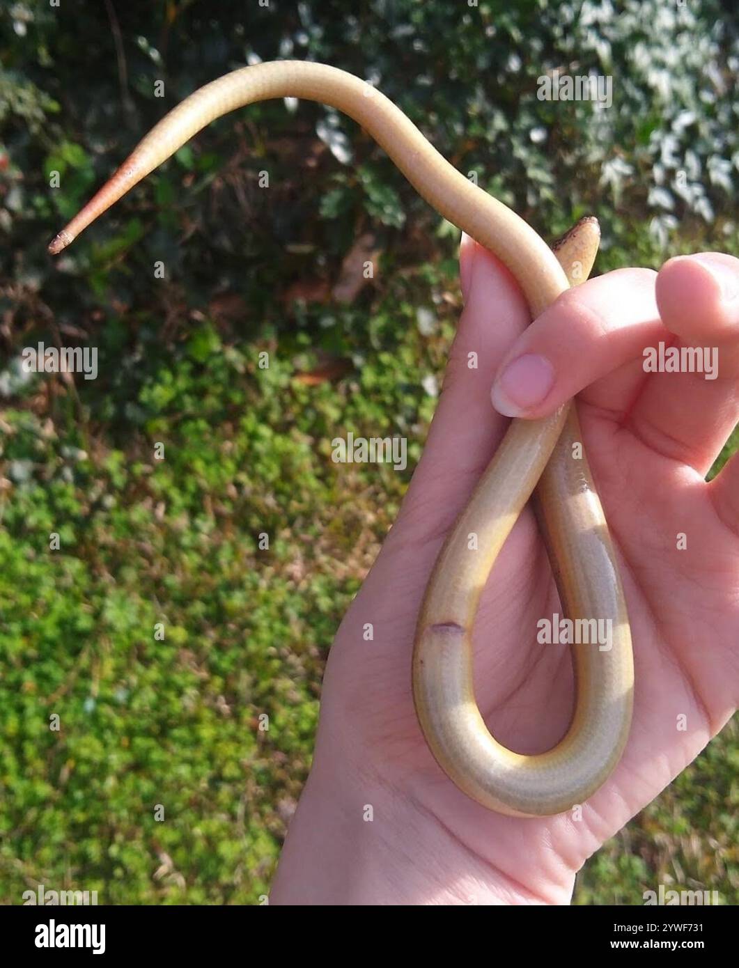 Eastern Glass Lizard (Ophisaurus ventralis Stock Photo - Alamy