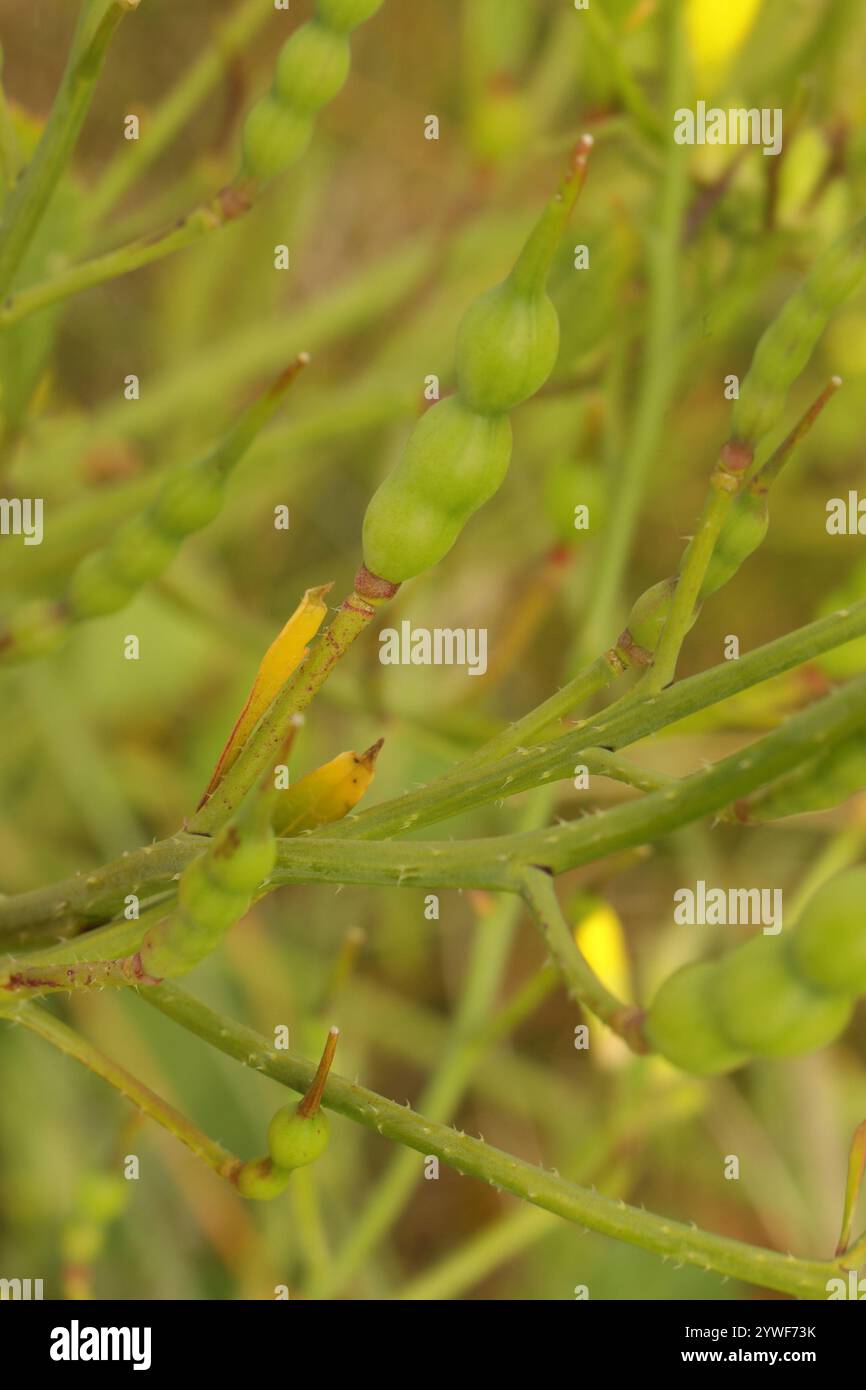 Mediterranean Radish (Raphanus raphanistrum landra Stock Photo - Alamy