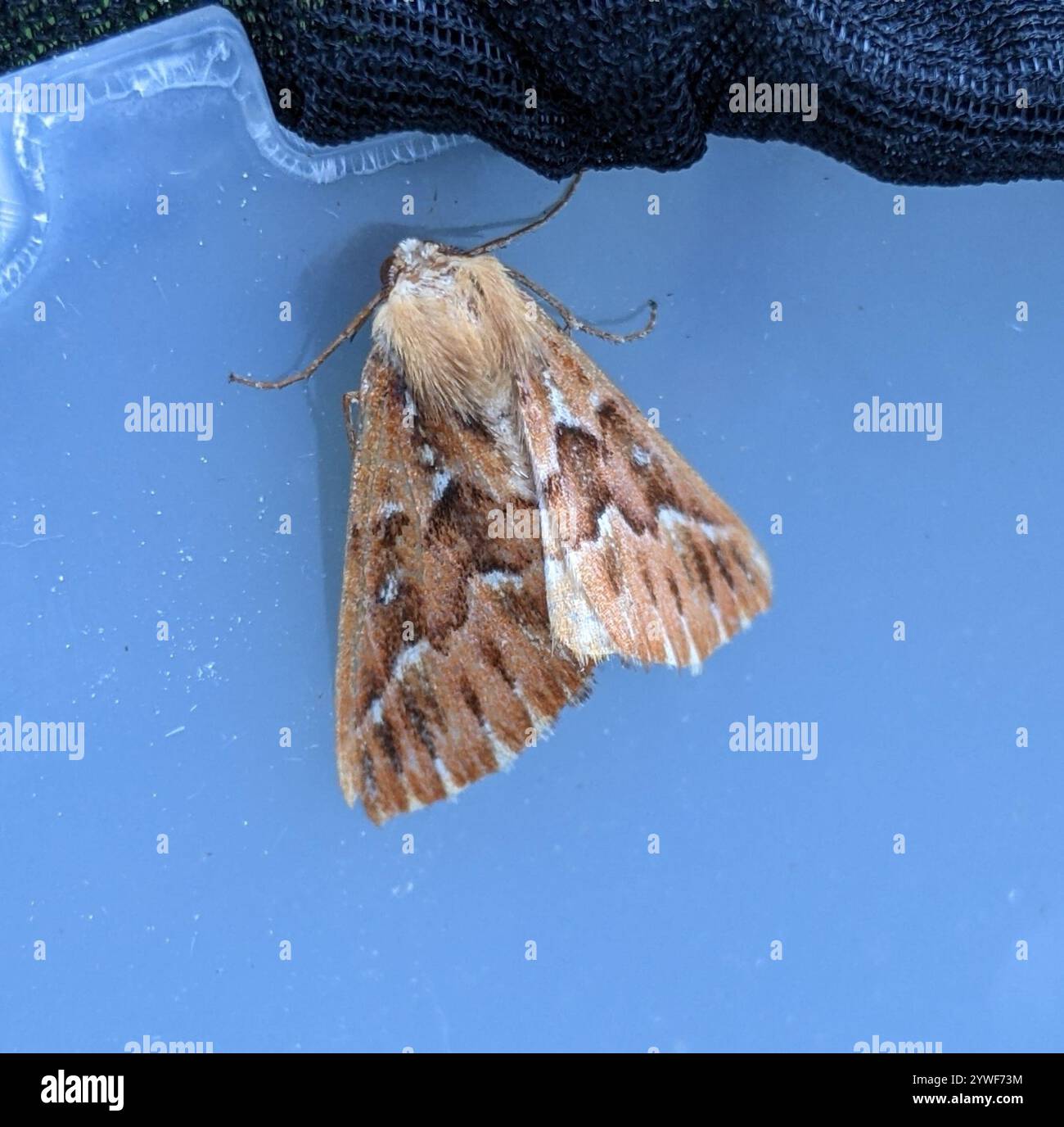 Western Conifer Looper (Caripeta aequaliaria Stock Photo - Alamy