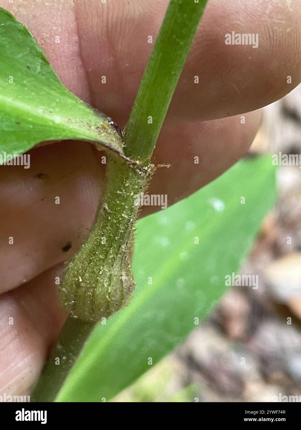 Virginia Dayflower (Commelina virginica Stock Photo - Alamy