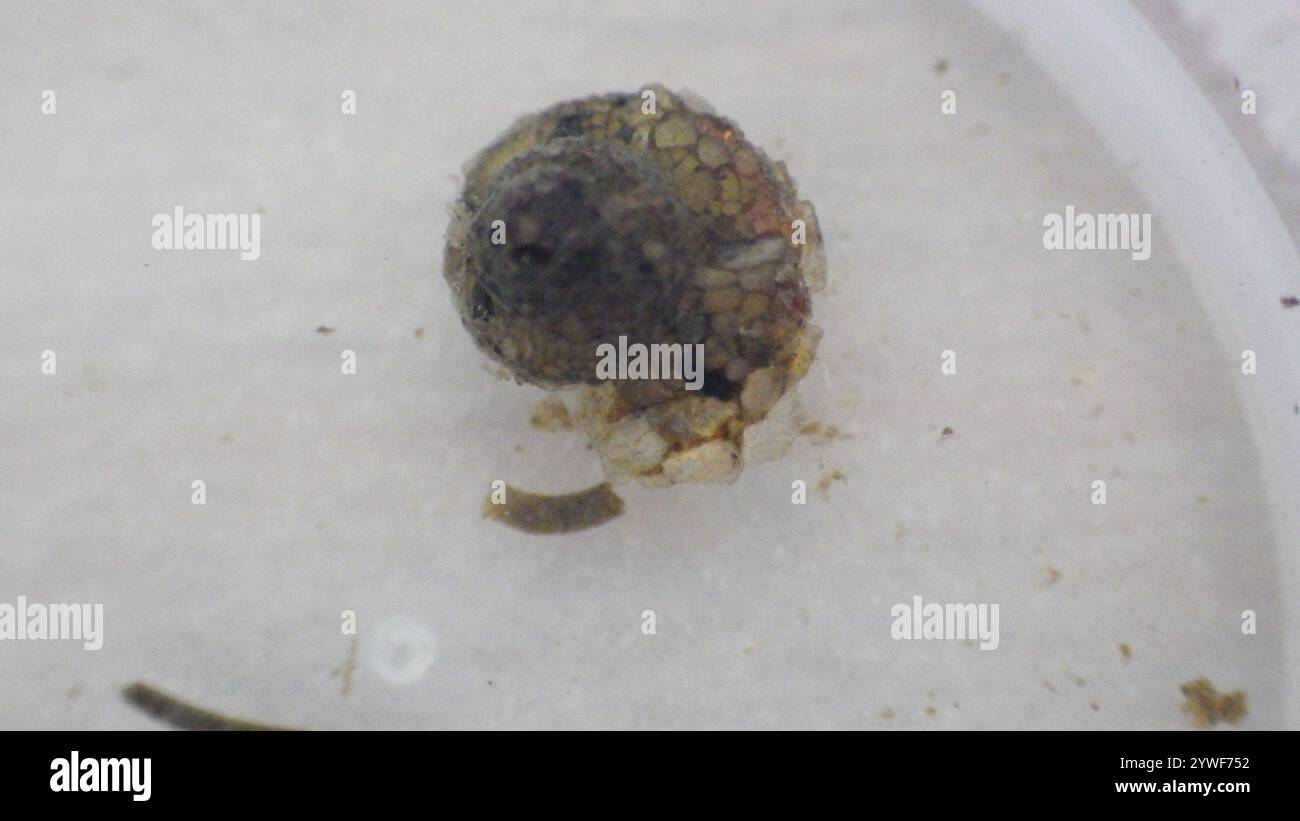 Spectacled Snail-case Caddisfly (Helicopsyche borealis Stock Photo - Alamy
