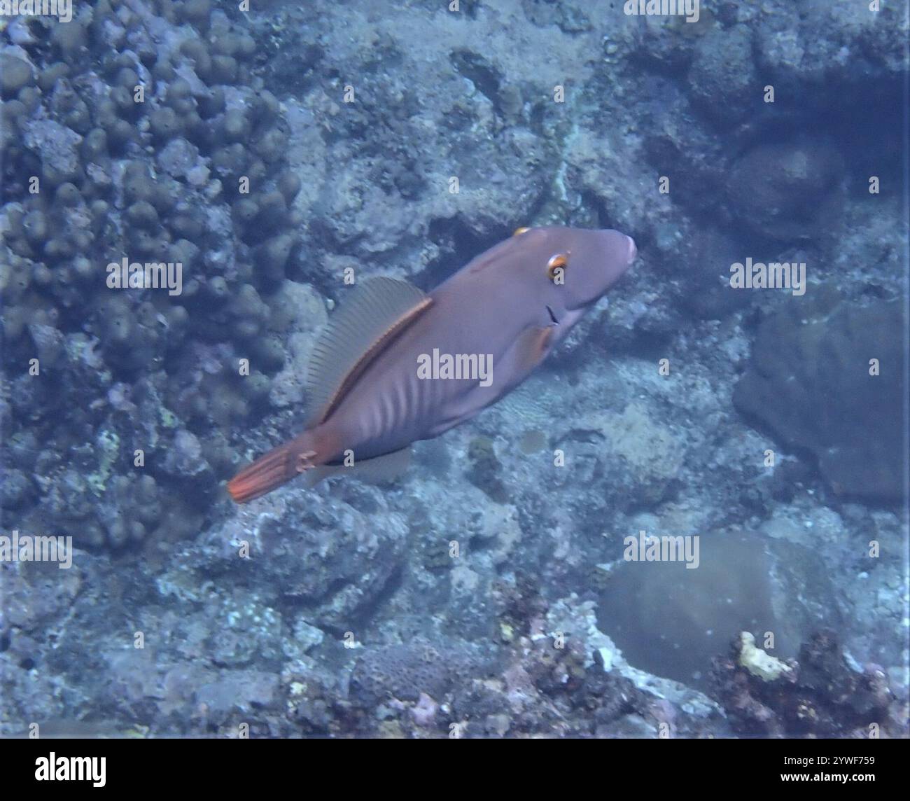 Cantherhines dumerilii hi-res stock photography and images - Alamy