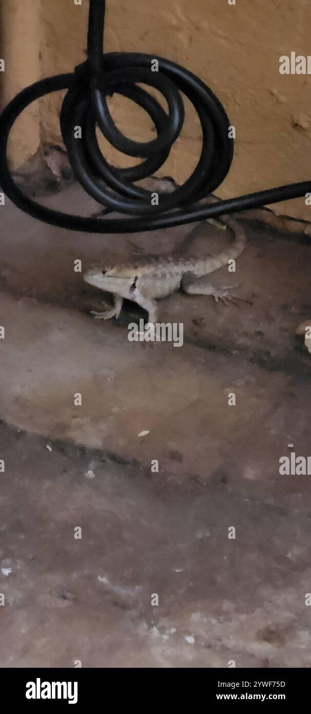 Spiny Lizards (Sceloporus Stock Photo - Alamy