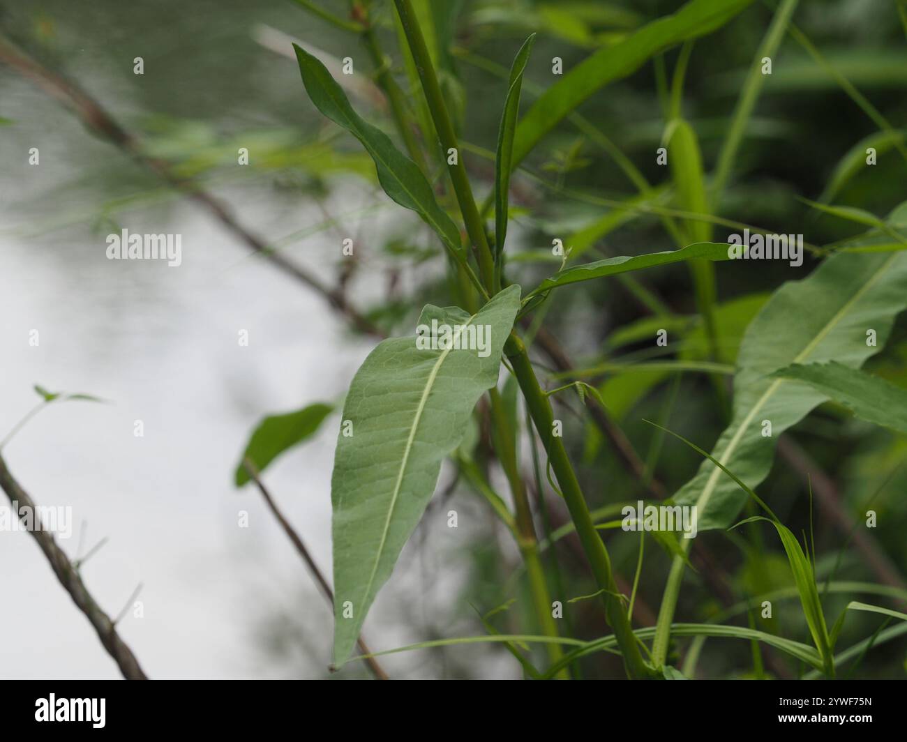 swamp dock (Rumex verticillatus Stock Photo - Alamy
