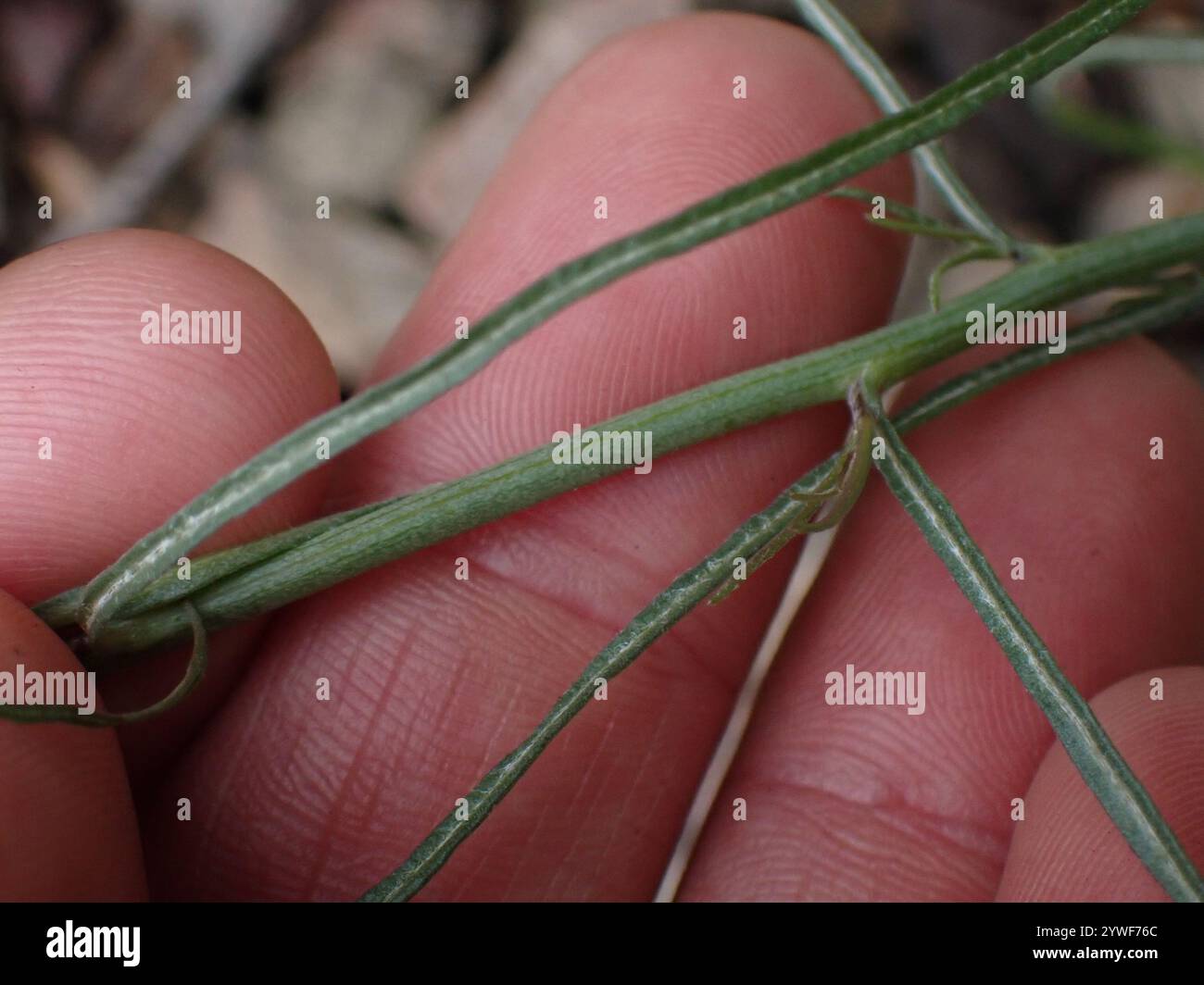 Slender Hawksbeard (Crepis atribarba Stock Photo - Alamy