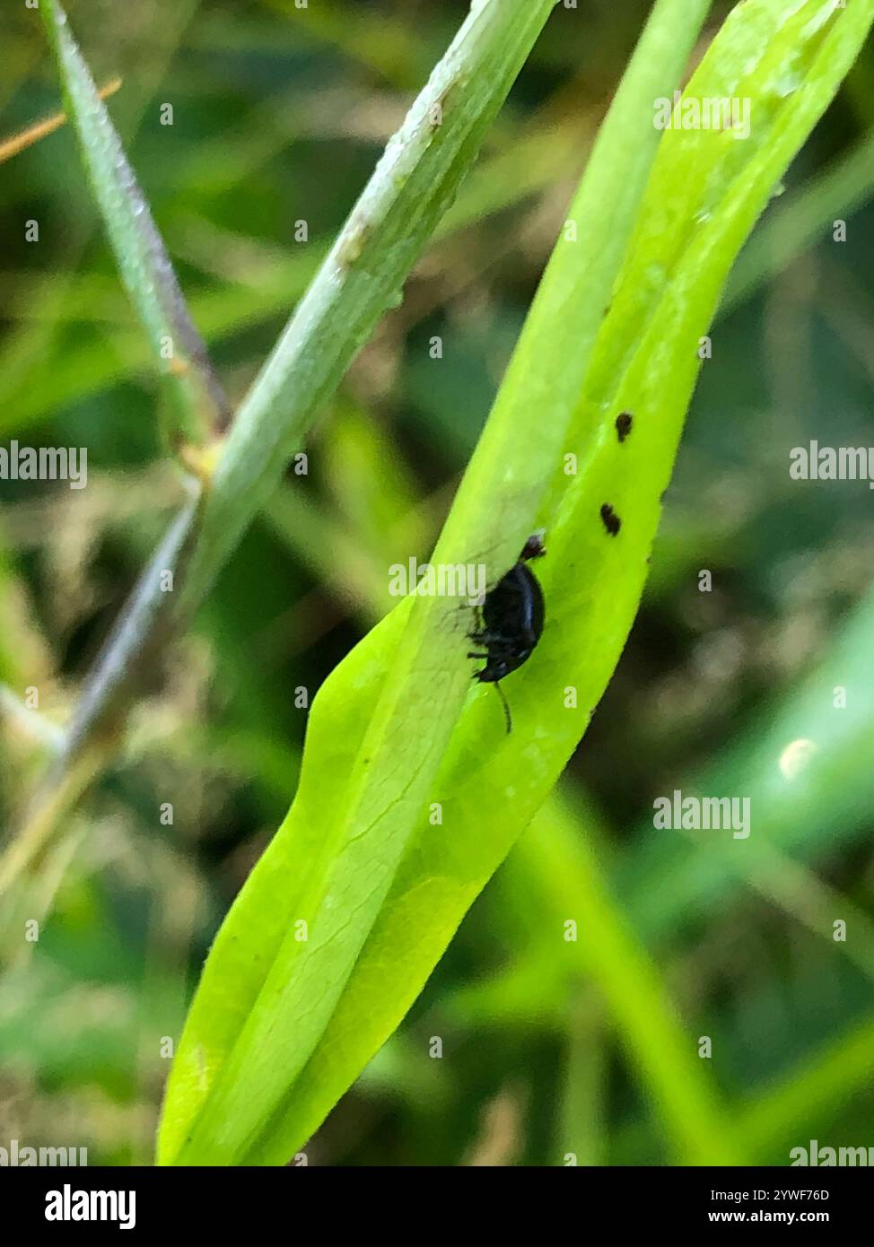 Winged and Once-winged Insects (Pterygota Stock Photo - Alamy