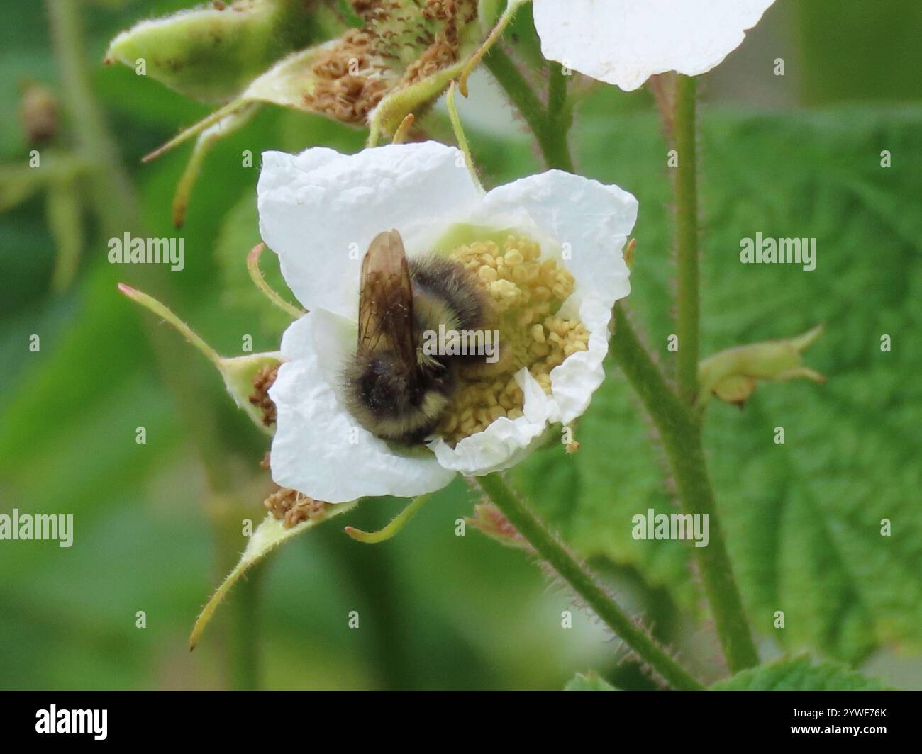 Sitka Bumble Bee (Bombus sitkensis Stock Photo - Alamy