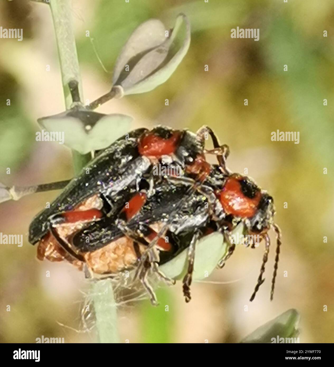 Rustic Sailor Beetle (Cantharis rustica Stock Photo - Alamy