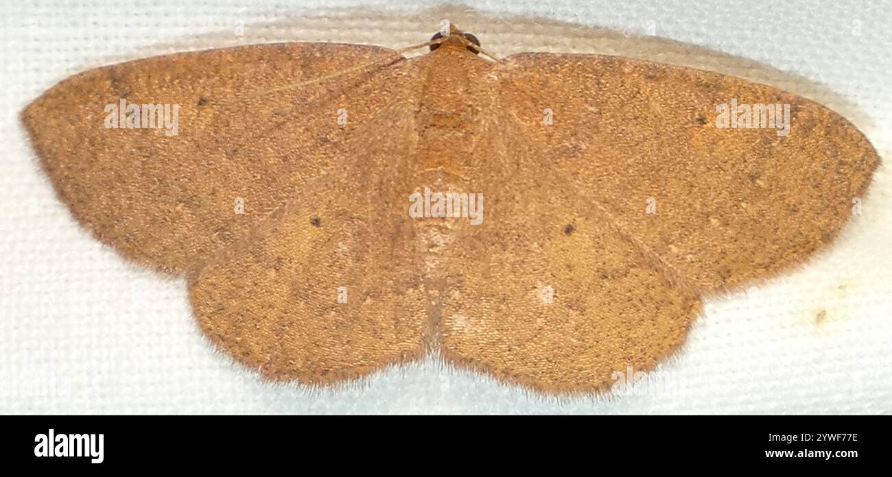 Black dotted ruddy moth hi-res stock photography and images - Alamy