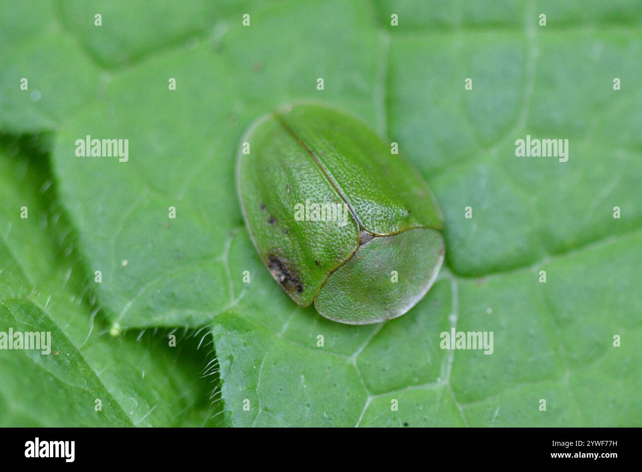 Green Tortoise Beetle (Cassida viridis Stock Photo - Alamy