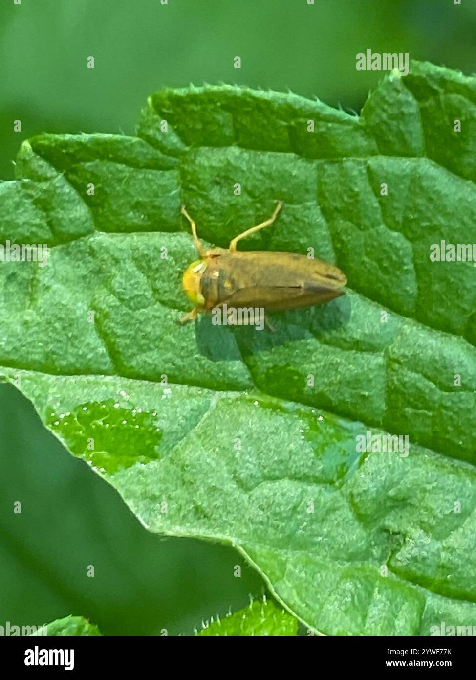 Coppery Leafhopper (Jikradia olitoria Stock Photo - Alamy