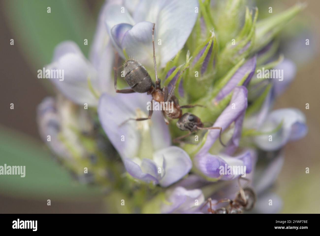 Formica rufibarbis hi-res stock photography and images - Alamy