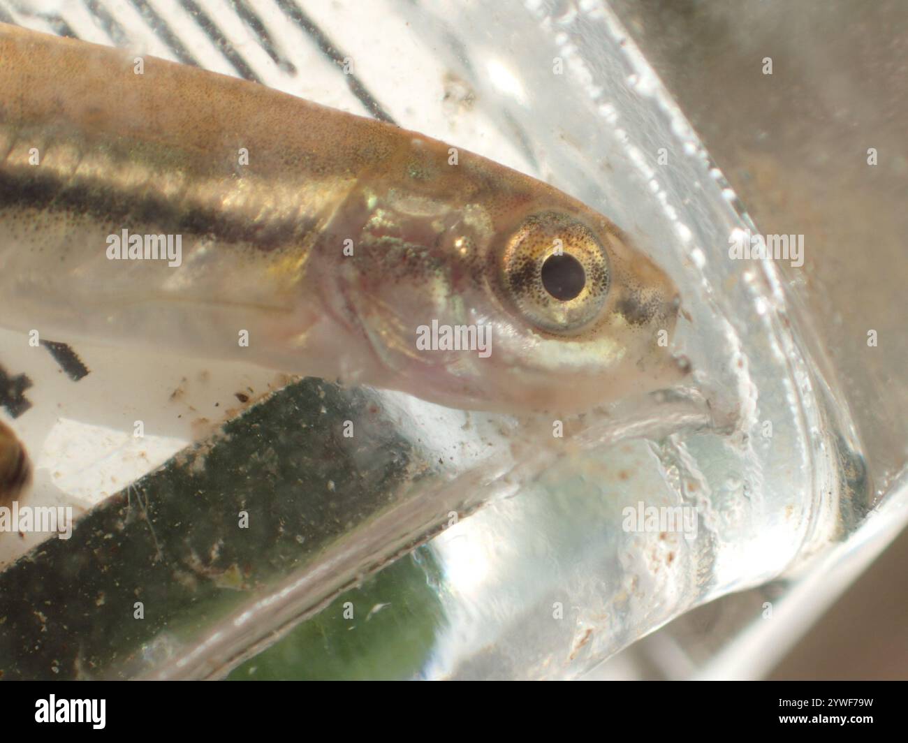 Chrosomus hi-res stock photography and images - Alamy