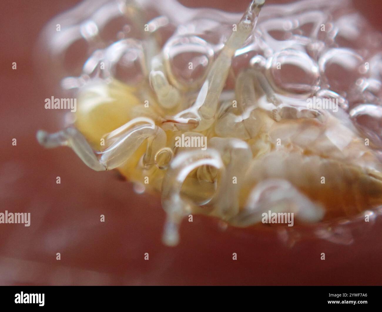 Spittlebugs and Froghoppers (Cercopoidea Stock Photo - Alamy