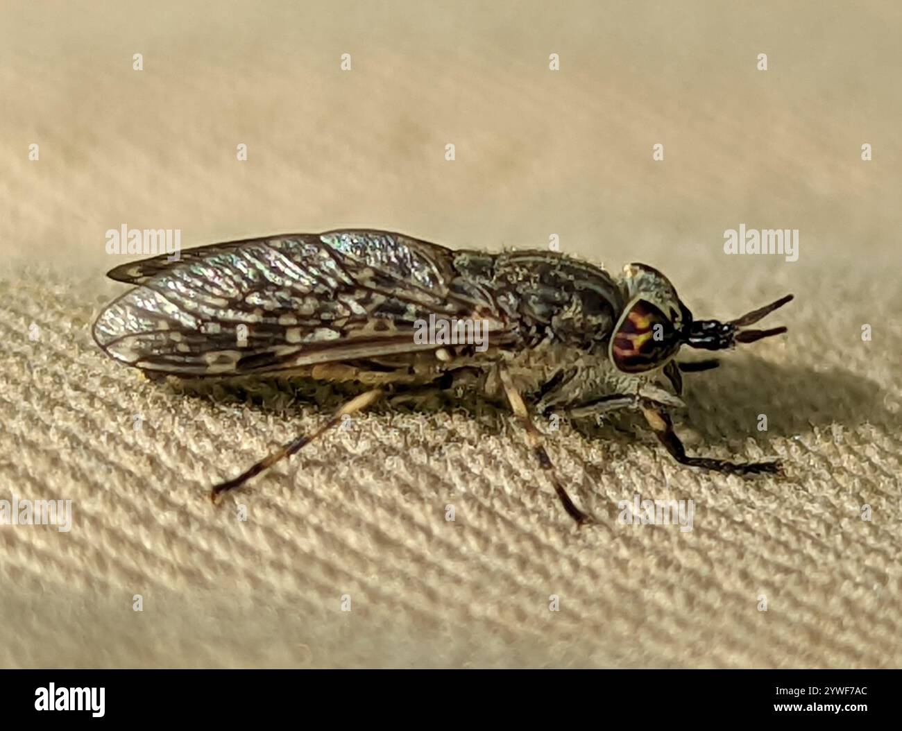 Notch-horned Cleg (Haematopota pluvialis Stock Photo - Alamy