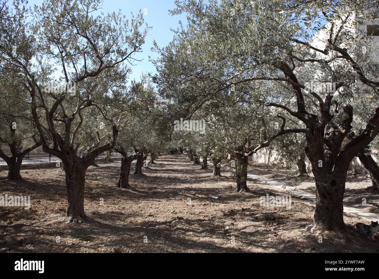 Olive Tree grove in the compound of the Russian Orthodox Church of ...