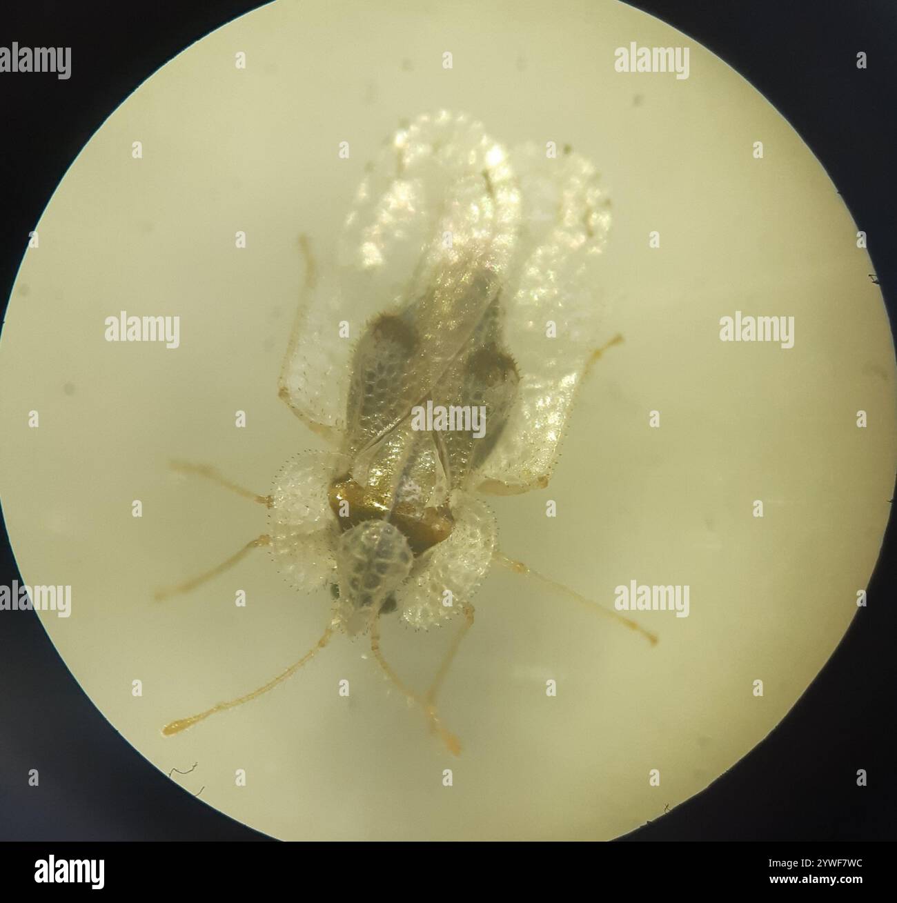 Eastern Sycamore Lace Bug (Corythucha ciliata Stock Photo - Alamy
