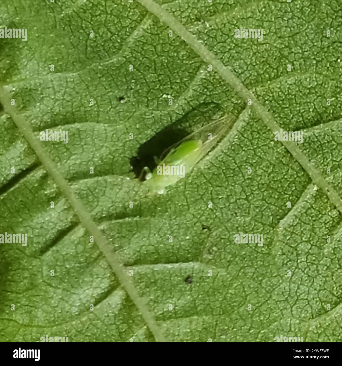 jumping plant lice (Psyllidae Stock Photo - Alamy