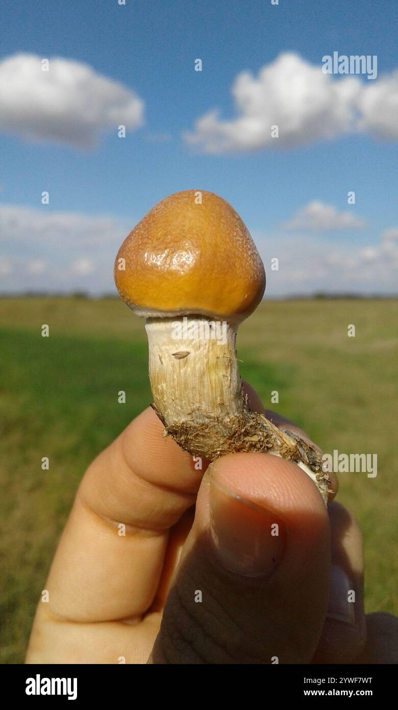 Magic Mushroom (Psilocybe cubensis Stock Photo - Alamy