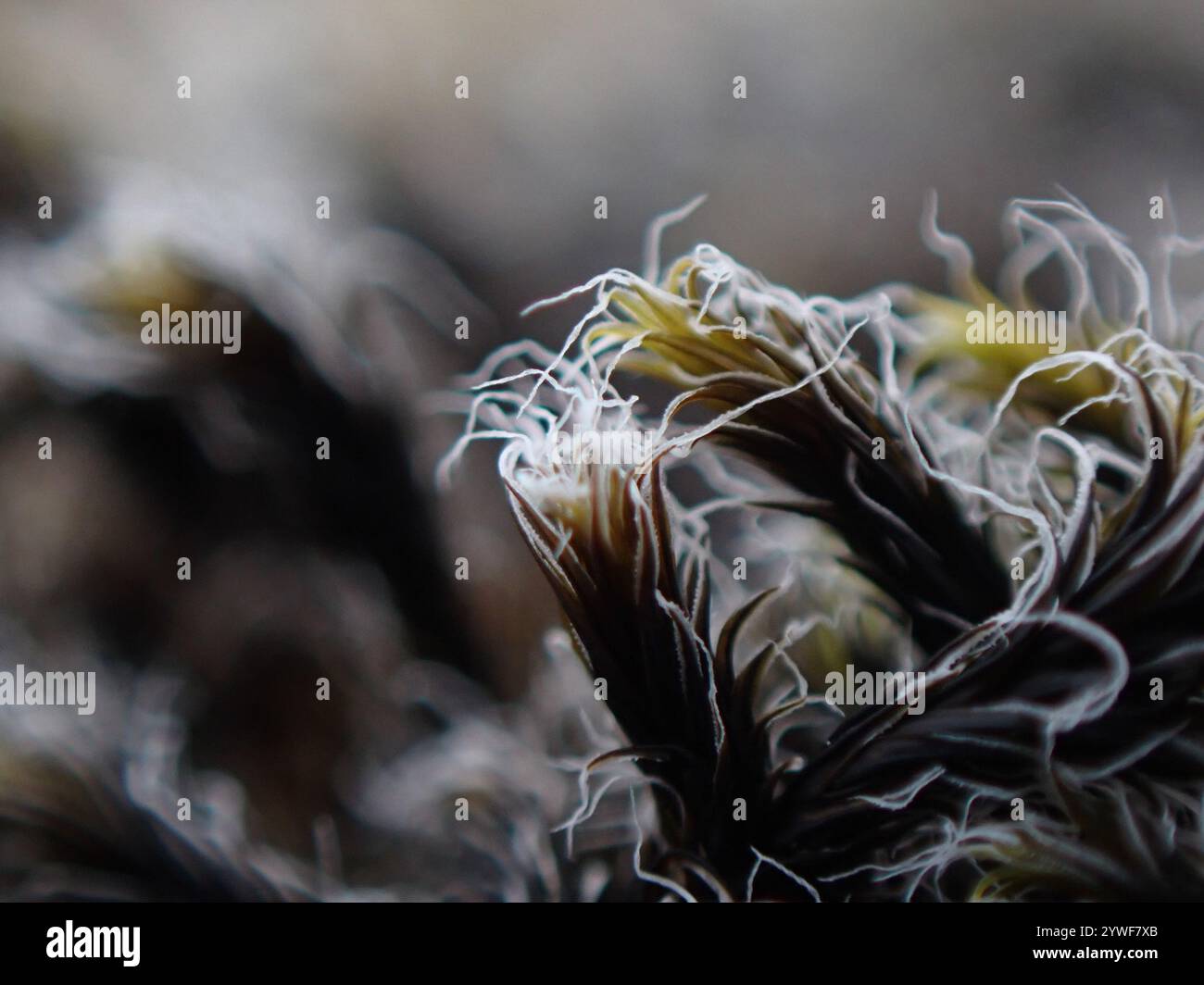 Woolly Fringe-moss (Racomitrium lanuginosum Stock Photo - Alamy