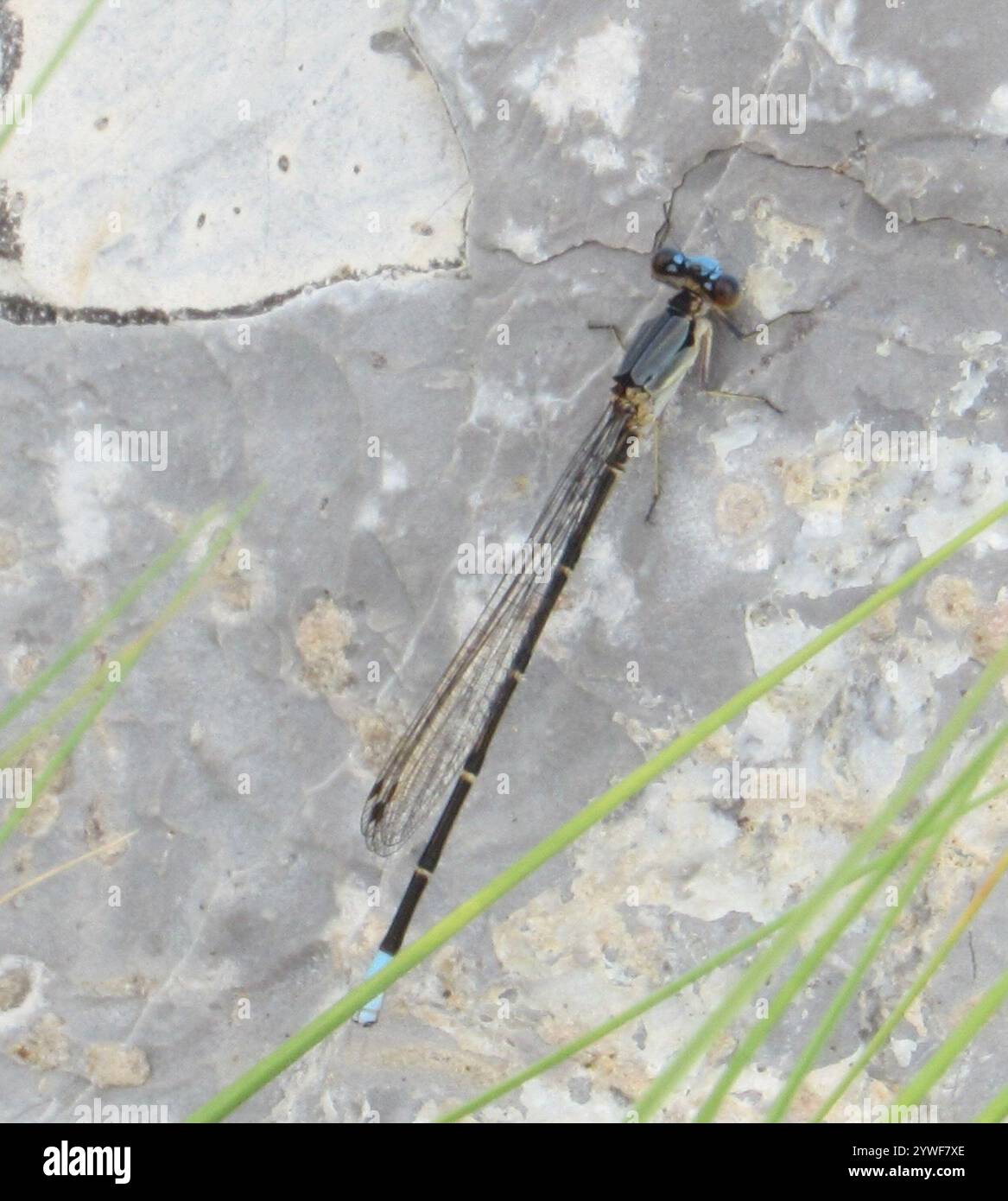 Blue-fronted Dancer (Argia apicalis Stock Photo - Alamy