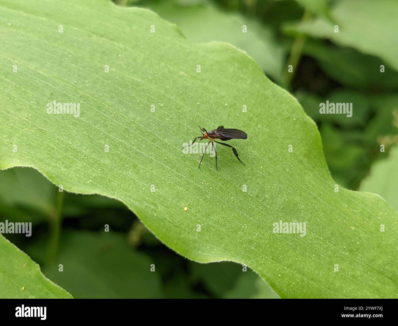 Long-tailed Dance Fly (Rhamphomyia longicauda Stock Photo - Alamy
