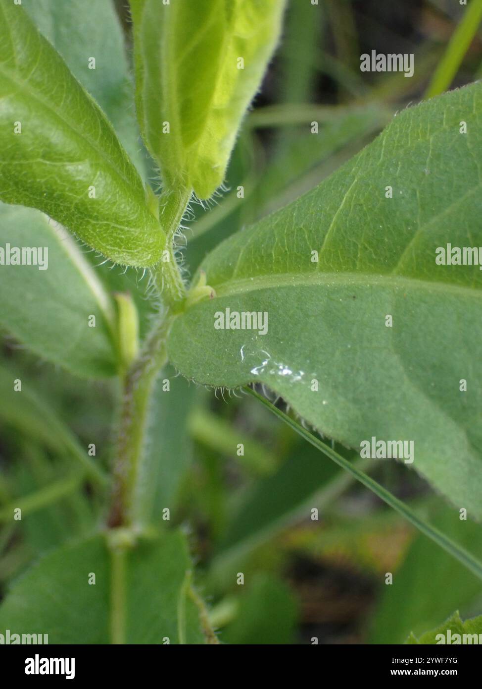 Showy Aster (Eurybia conspicua Stock Photo - Alamy