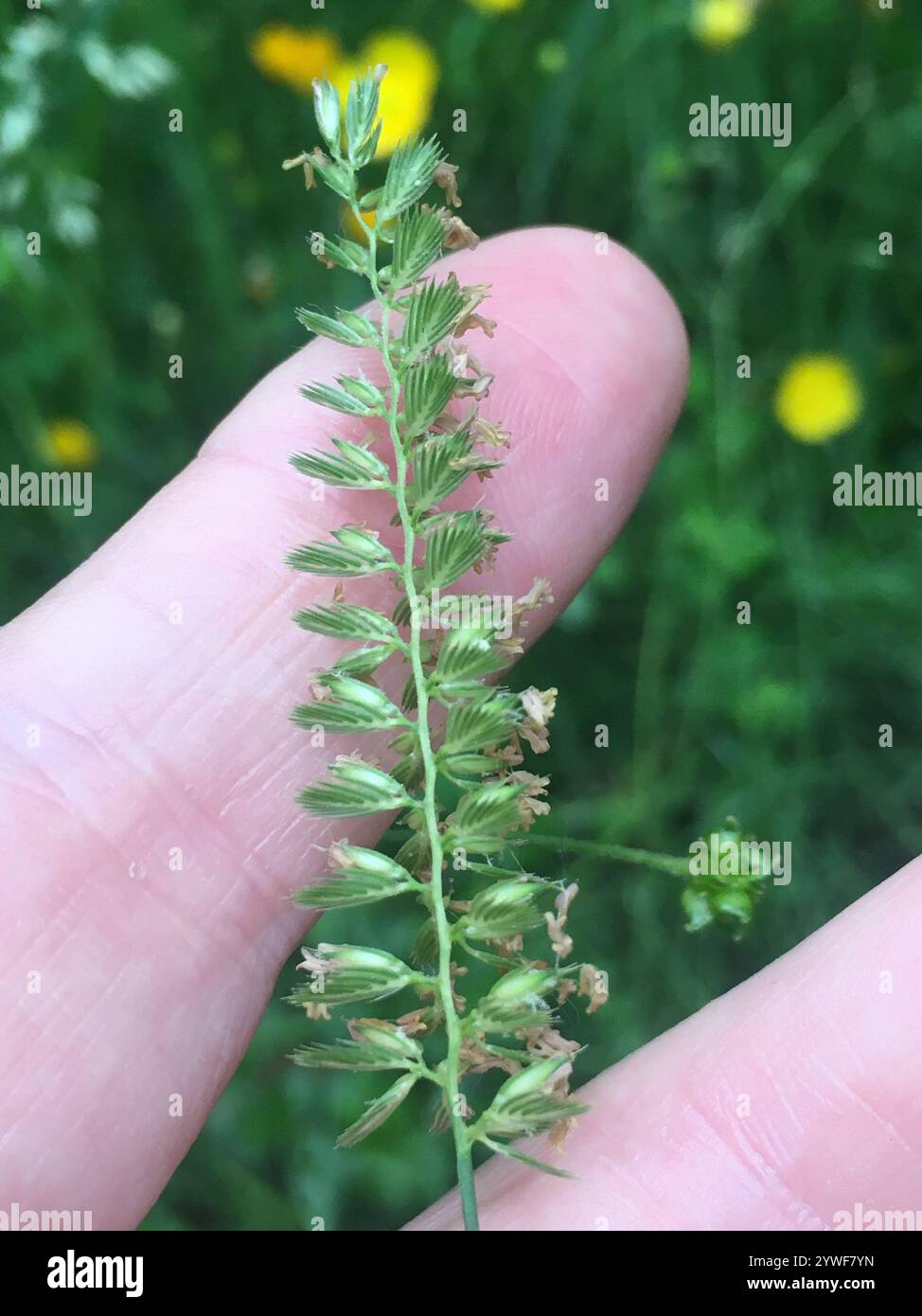 crested dogtail grass (Cynosurus cristatus Stock Photo - Alamy
