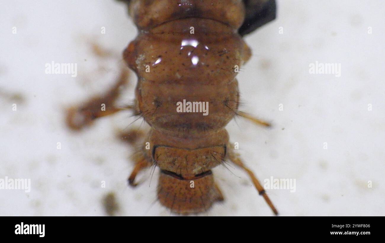 Northern Caddisflies (Limnephilidae Stock Photo - Alamy