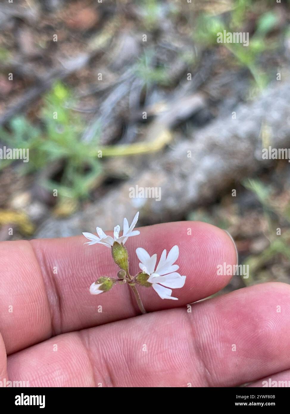 woodland stars (Lithophragma Stock Photo - Alamy