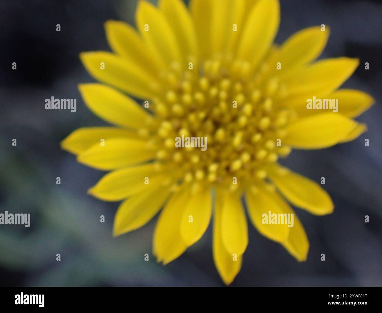 Desert Yellow Fleabane (Erigeron linearis Stock Photo - Alamy