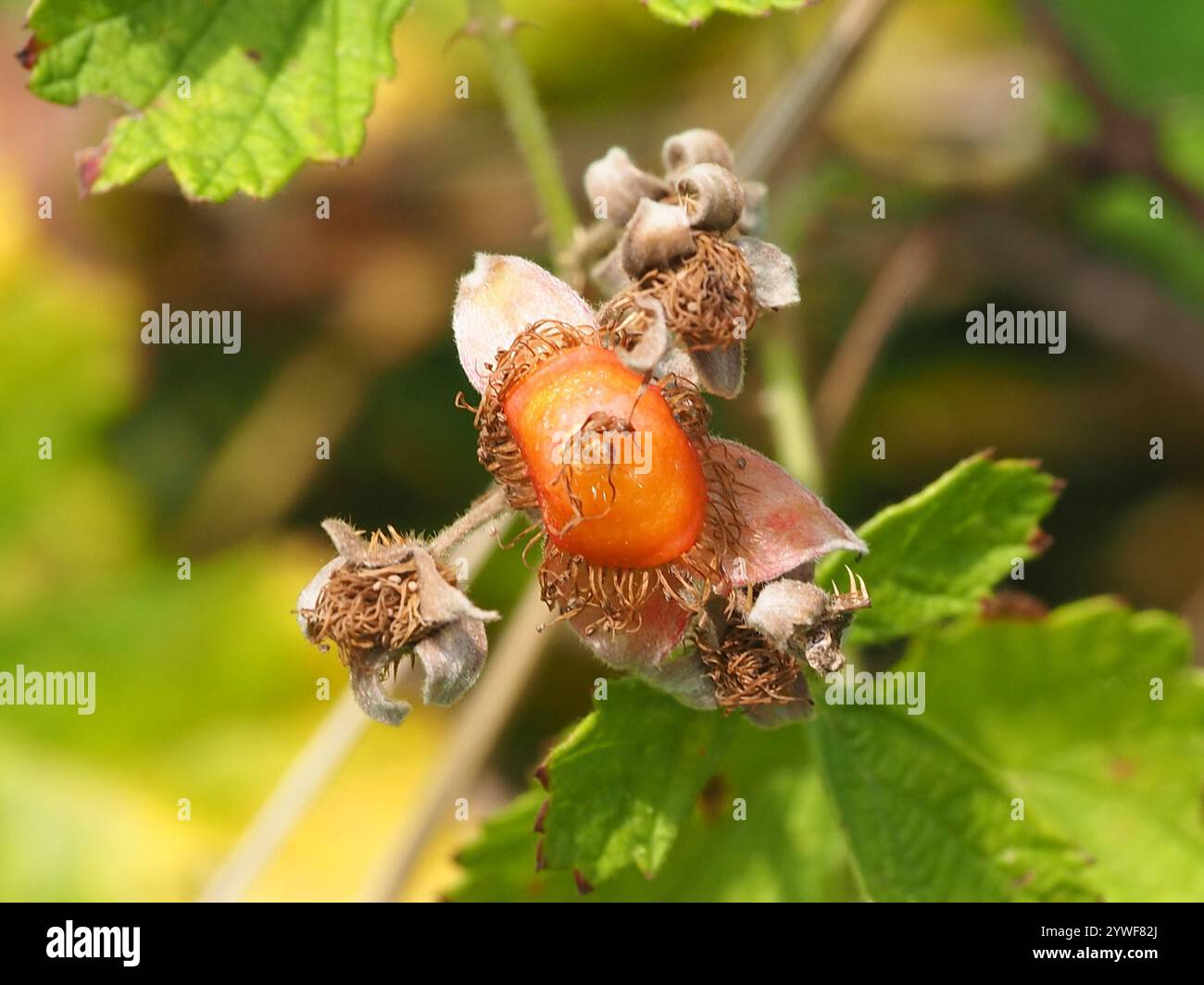 small-leaf bramble (Rubus parvifolius Stock Photo - Alamy