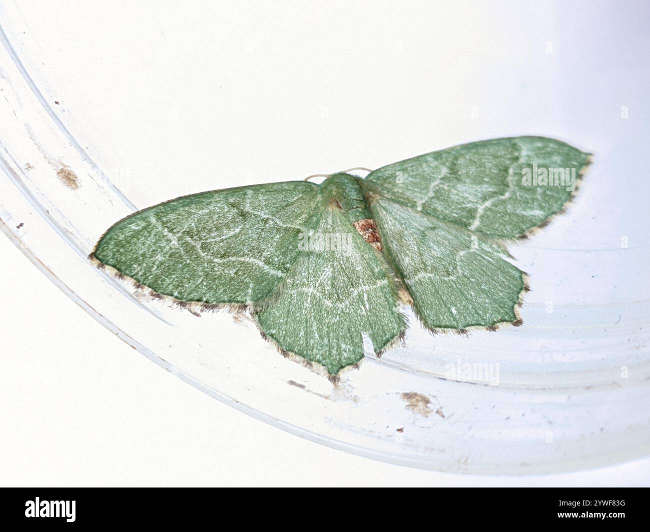 Common Emerald (Hemithea aestivaria Stock Photo - Alamy
