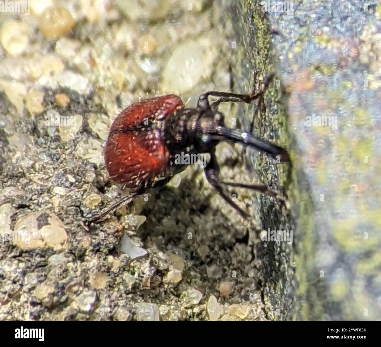 Apple Fruit Weevil (Tatianaerhynchites aequatus Stock Photo - Alamy