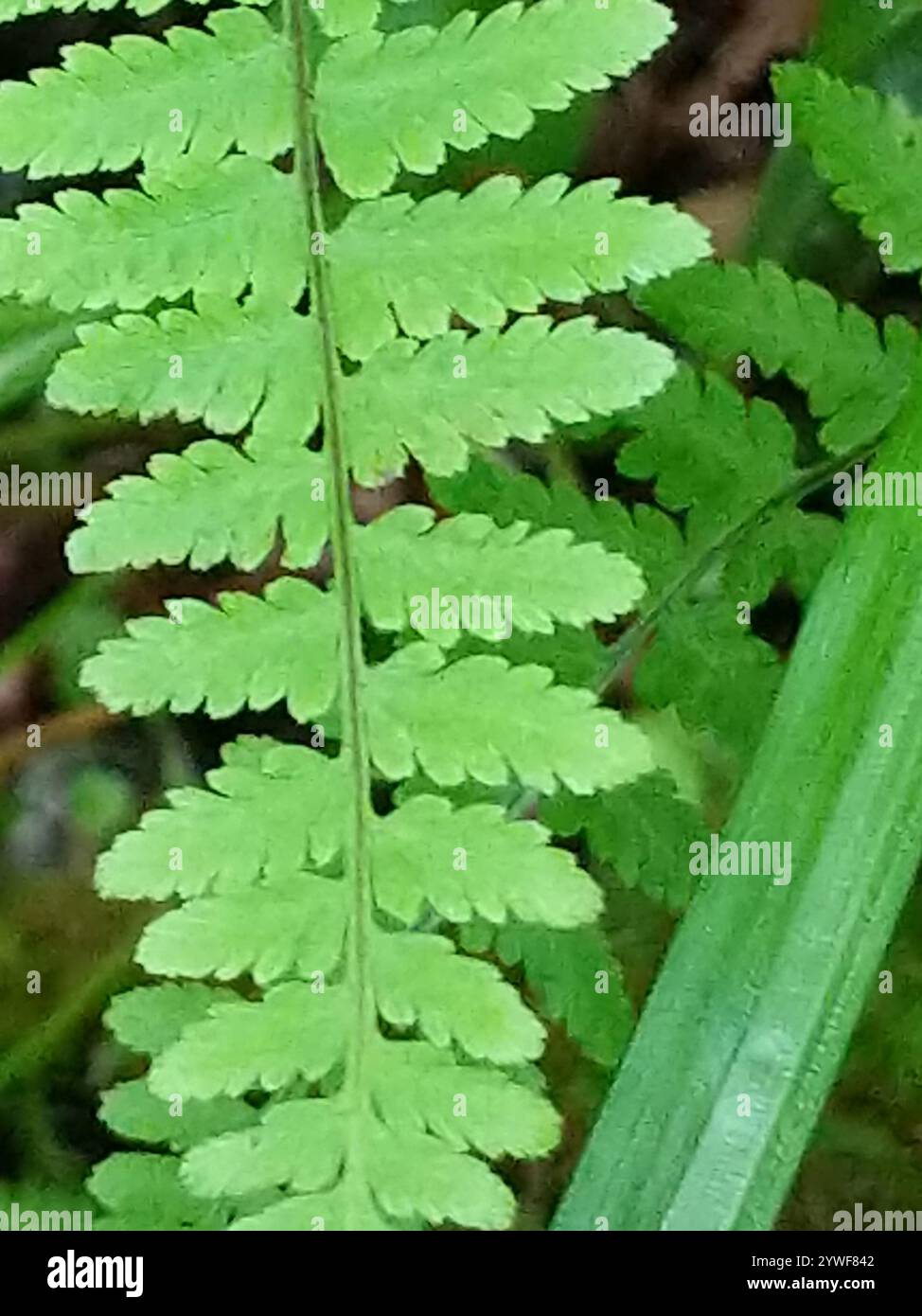 fragile ferns (Cystopteris Stock Photo - Alamy