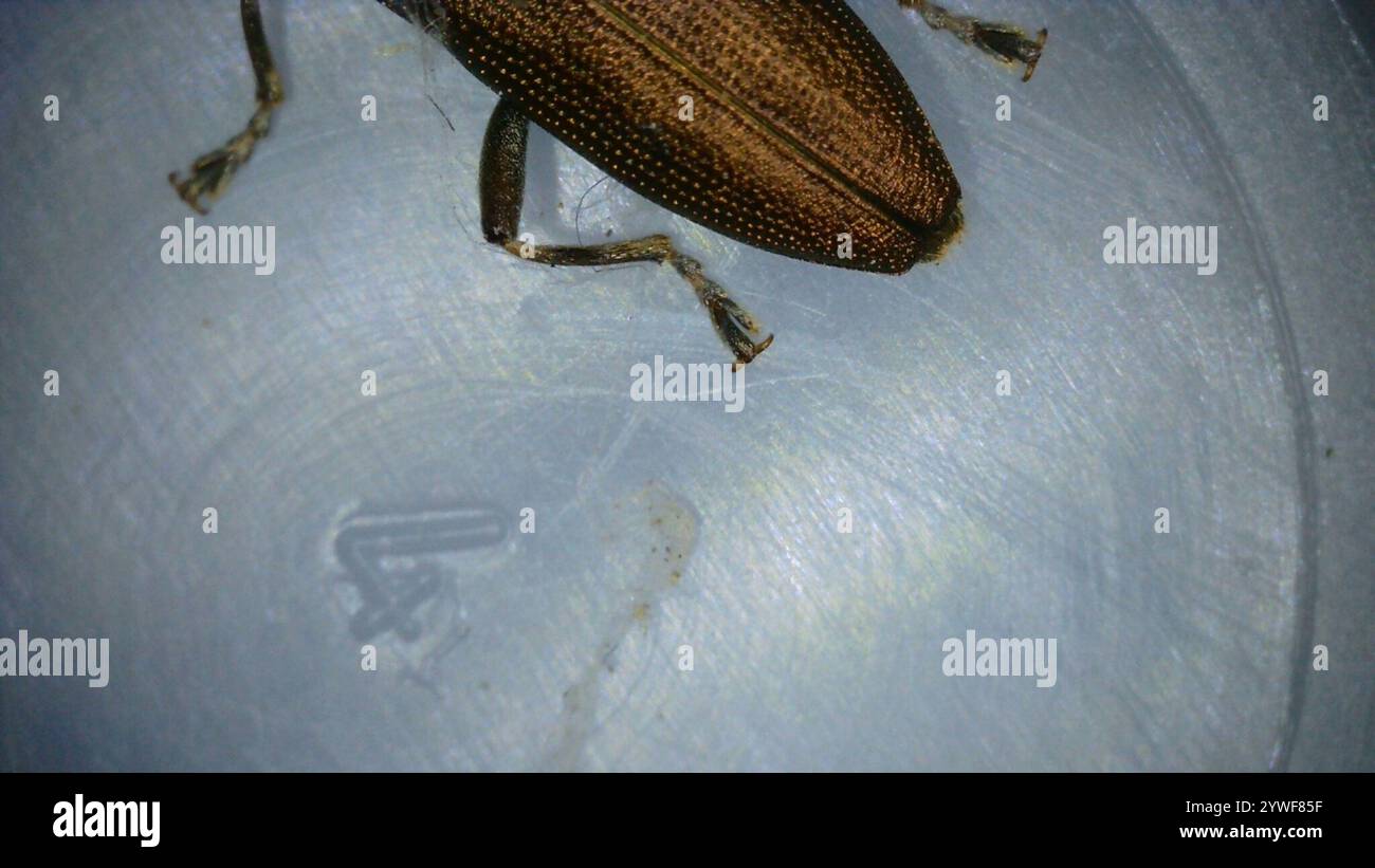 plain reed beetle (Donacia simplex Stock Photo - Alamy