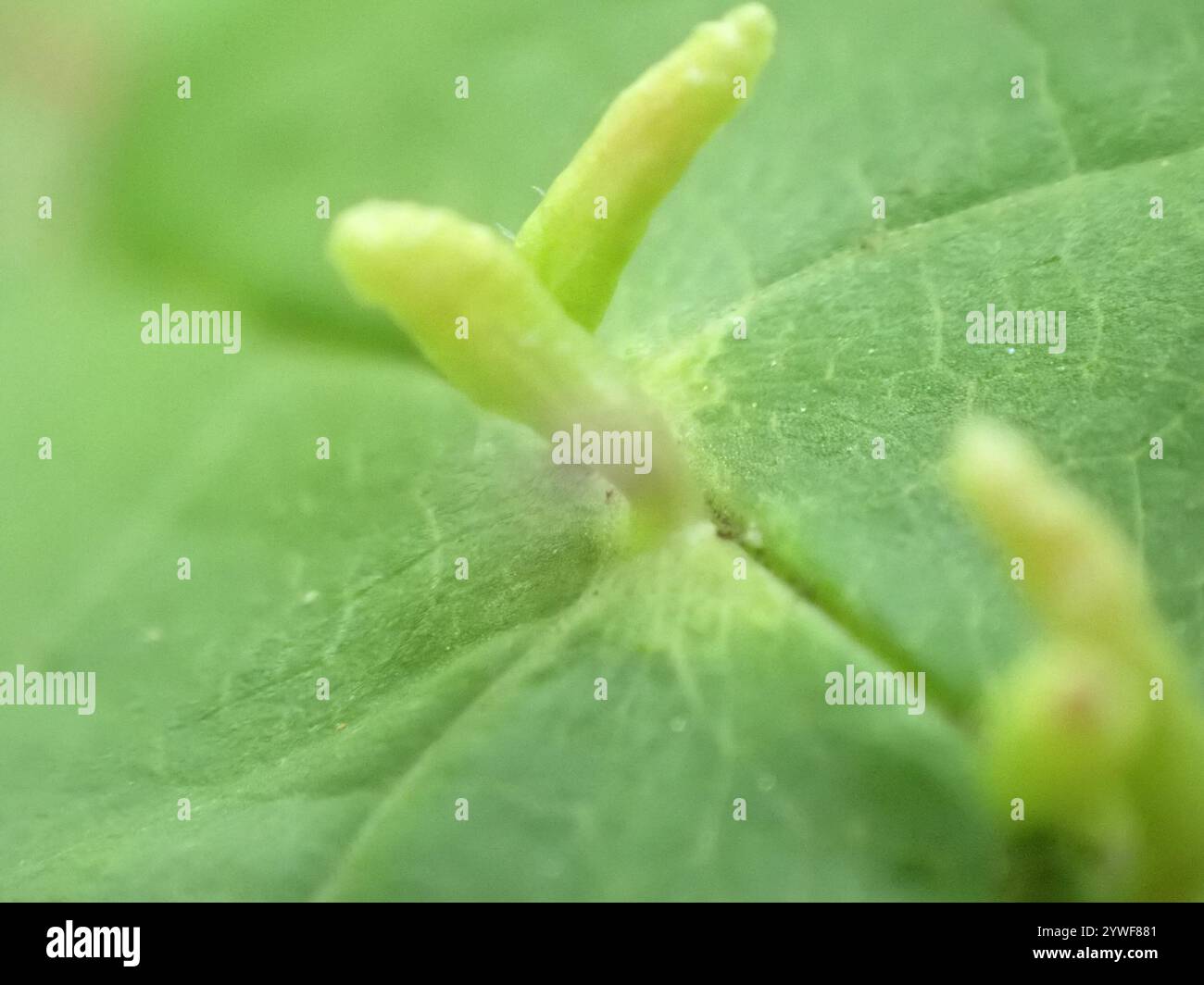 Gall and Rust Mites (Eriophyidae Stock Photo - Alamy