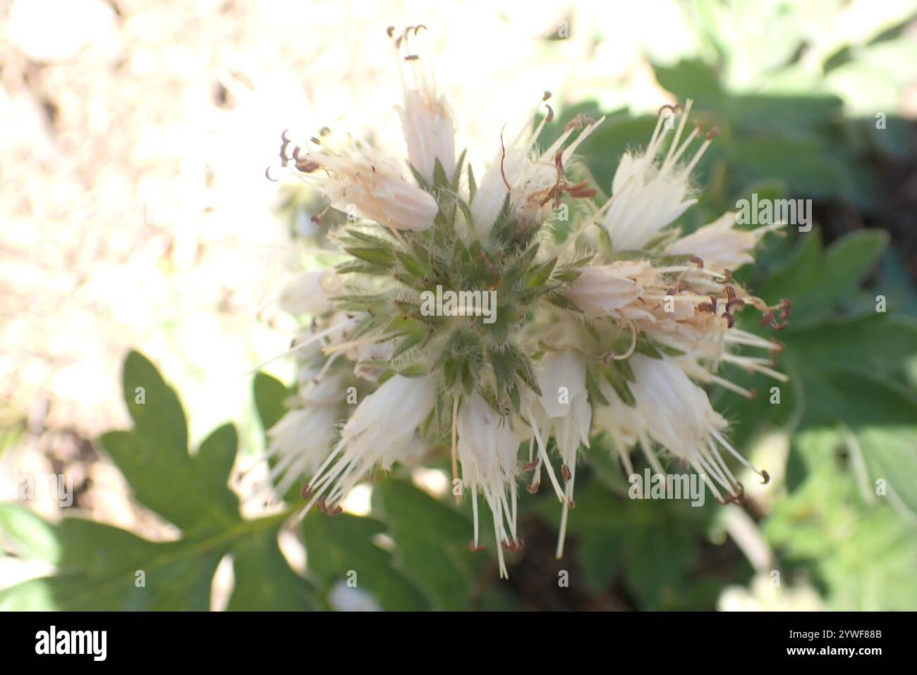 western waterleaf (Hydrophyllum occidentale Stock Photo - Alamy