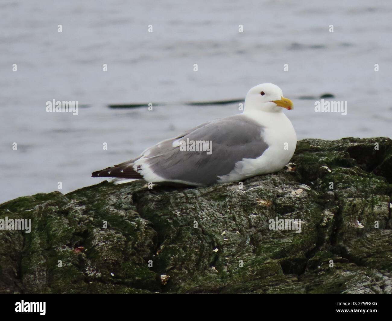 Olympic Gull (Larus glaucescens × occidentalis Stock Photo - Alamy