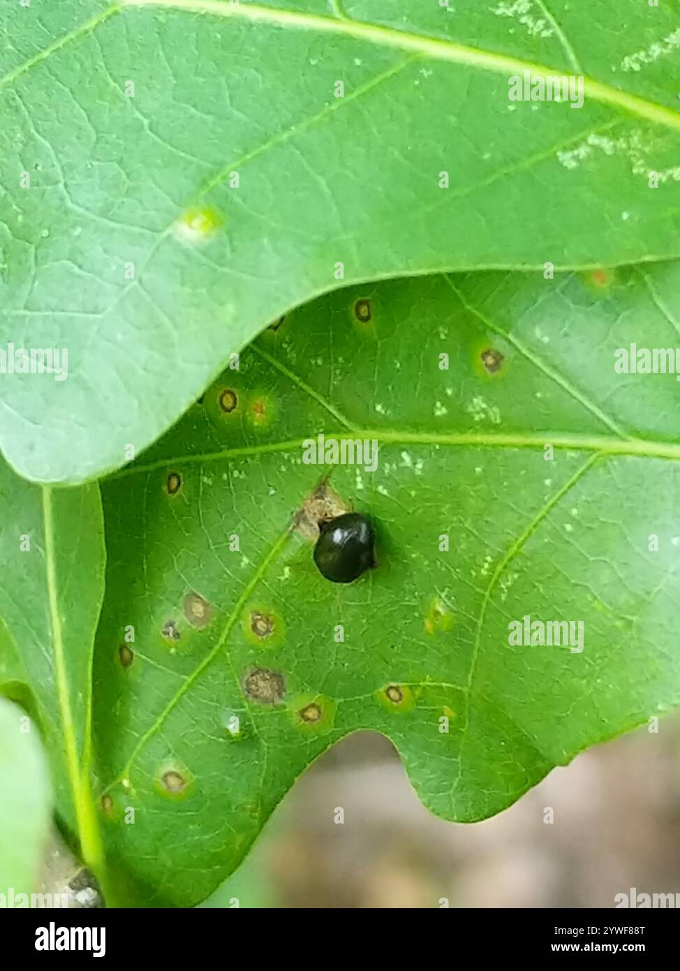 Flea Beetles (Alticini Stock Photo - Alamy