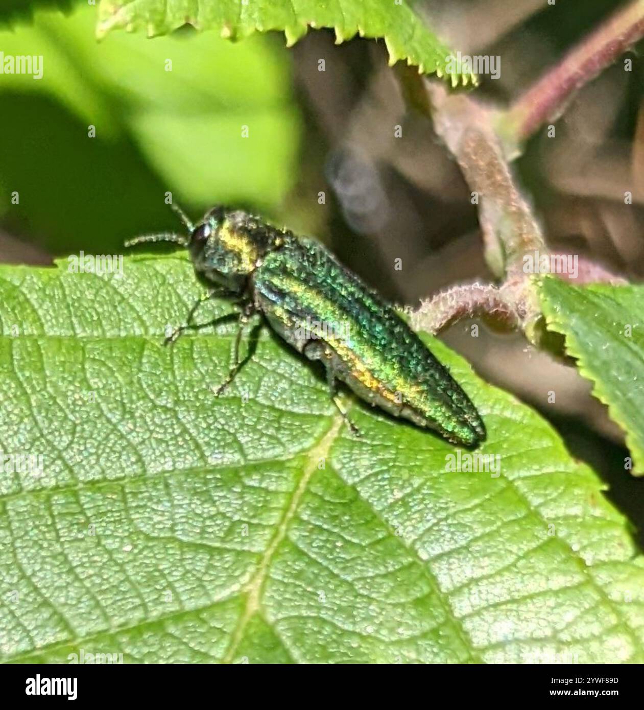 Emerald Ash Borer (Agrilus planipennis Stock Photo - Alamy