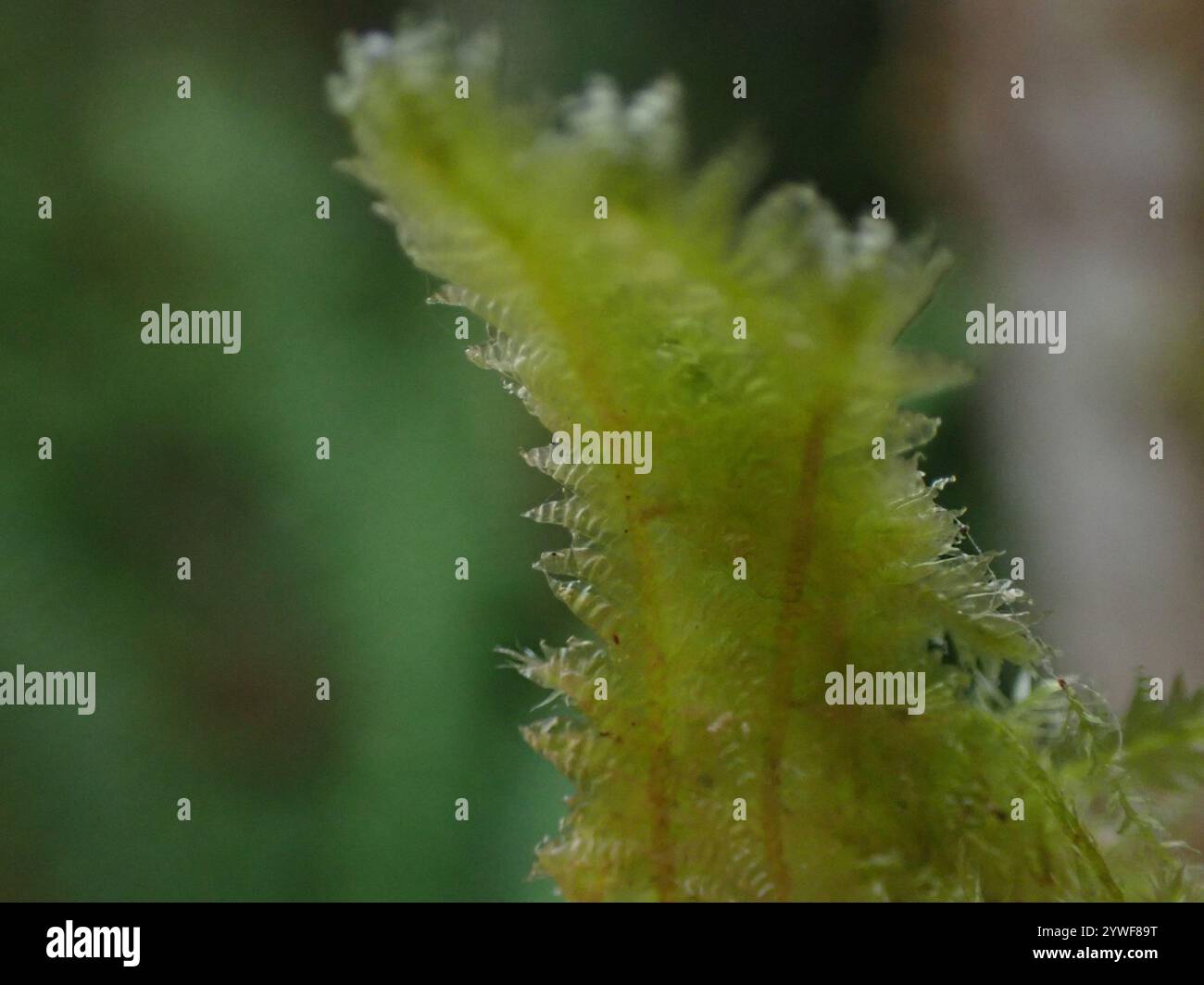 Douglas' Neckera Moss (Neckera douglasii Stock Photo - Alamy