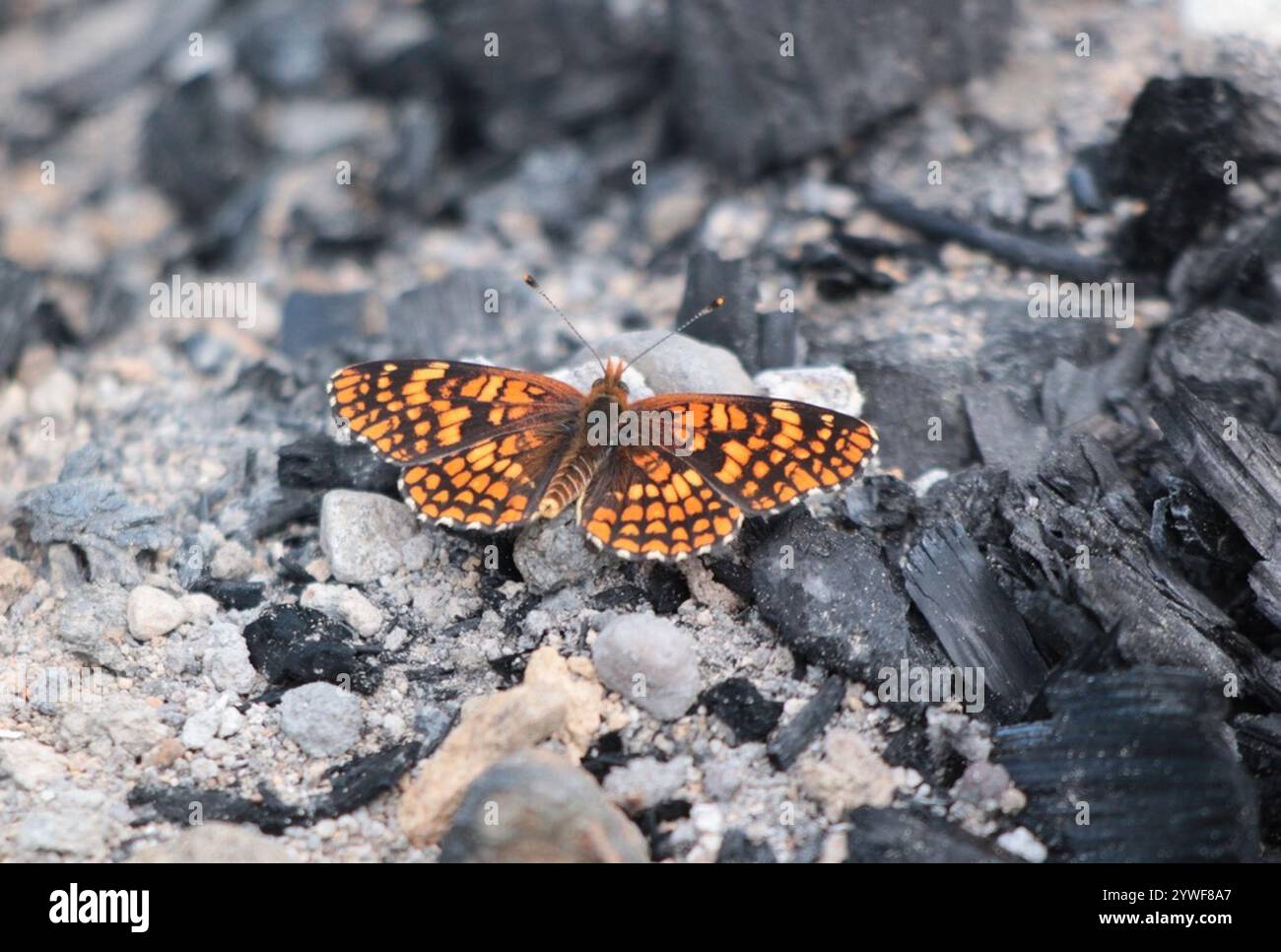 Northern Checkerspot (Chlosyne palla Stock Photo - Alamy