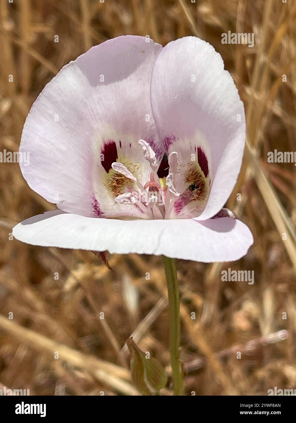 clay mariposa lily (Calochortus argillosus Stock Photo - Alamy